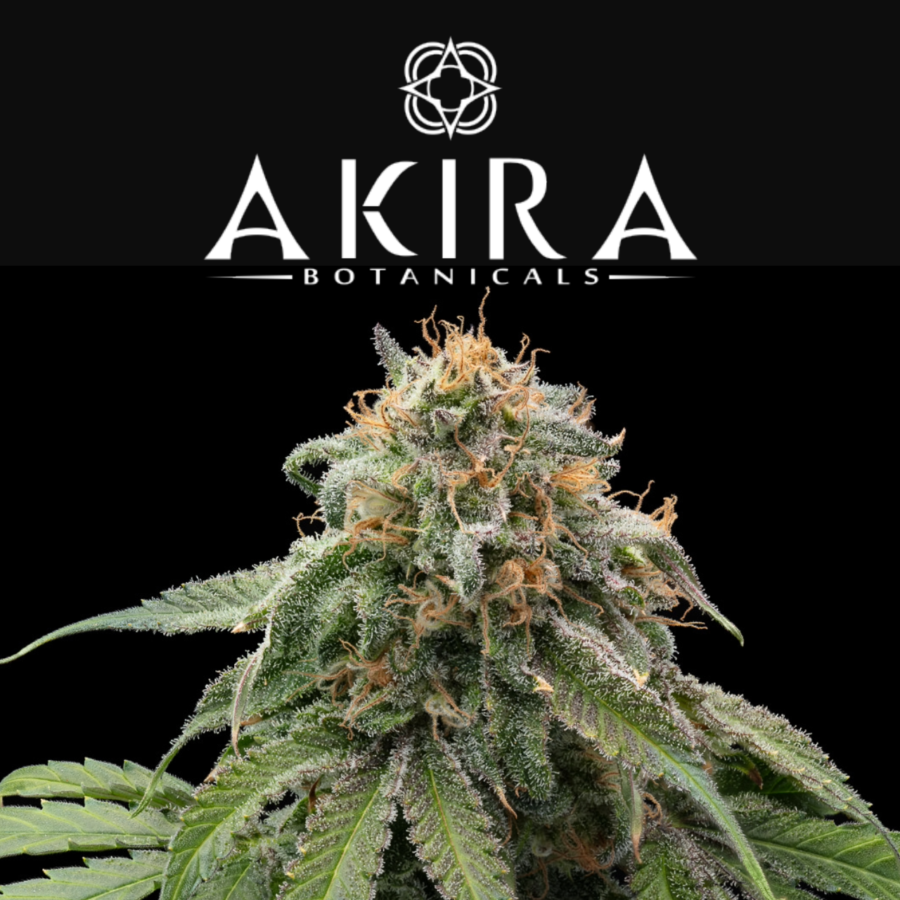 Akira Botanicals | Go Local Asheville